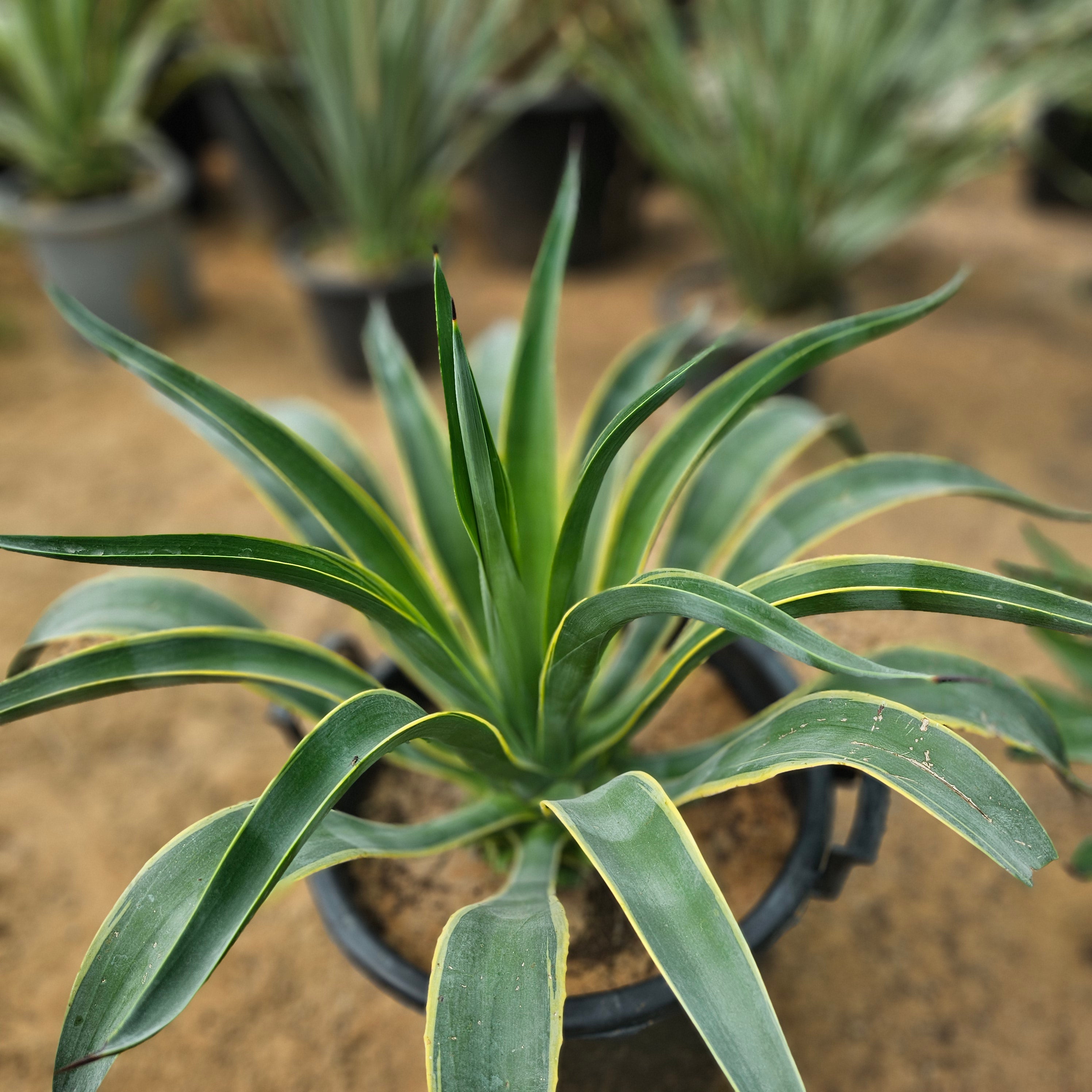 Agave Americana / Agave Yellow Leaves – Sunrise Nursery
