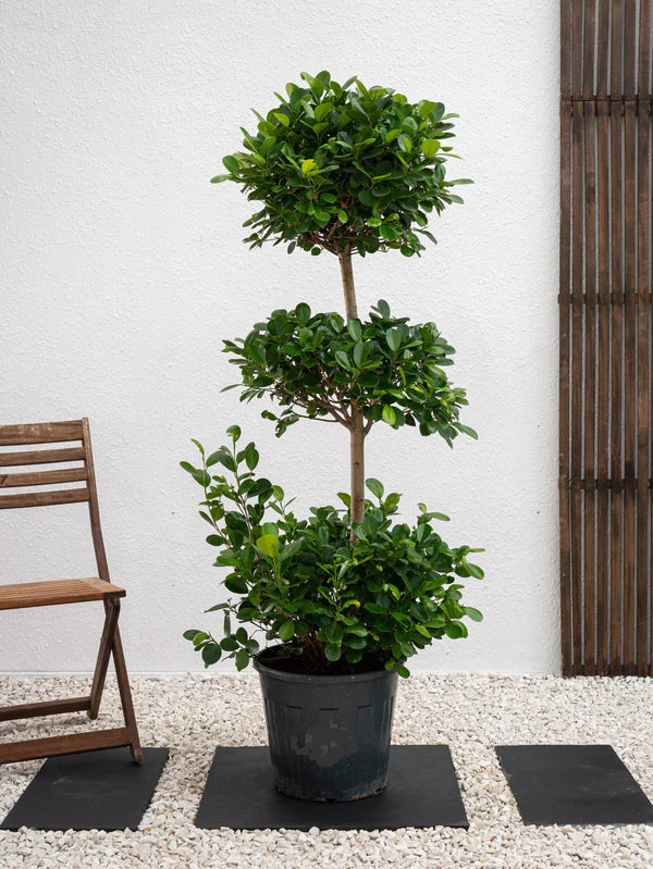 Ficus Panda Triple Head – Sunrise Nursery