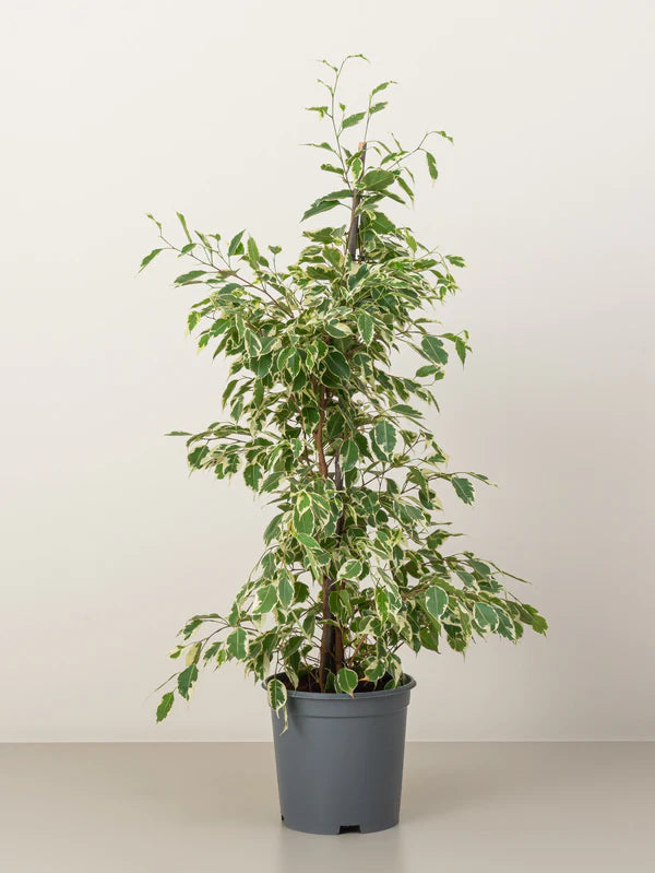 Ficus Benjamina Star light (Ficus Benjamina Variegated) – Sunrise Nursery